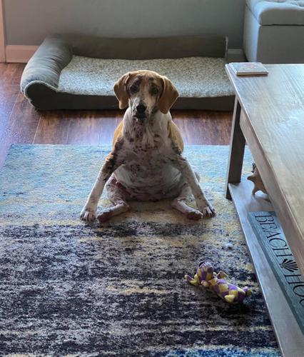The 'Unflattering Dog Photo Challenge' Is Your New Favorite Thing
