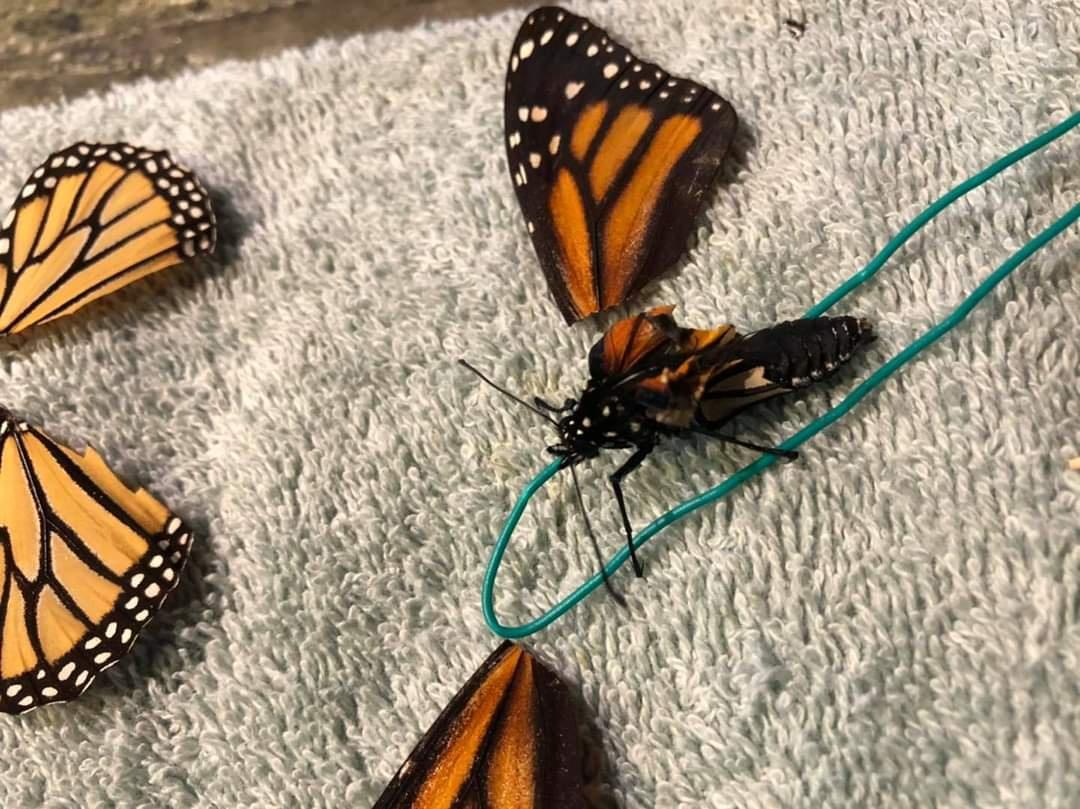 "Bug Doctor" Performs Total Wing Transplant on Butterfly So It Can Fly