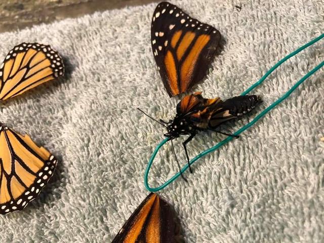 "Bug Doctor" Performs Total Wing Transplant on Butterfly So It Can Fly