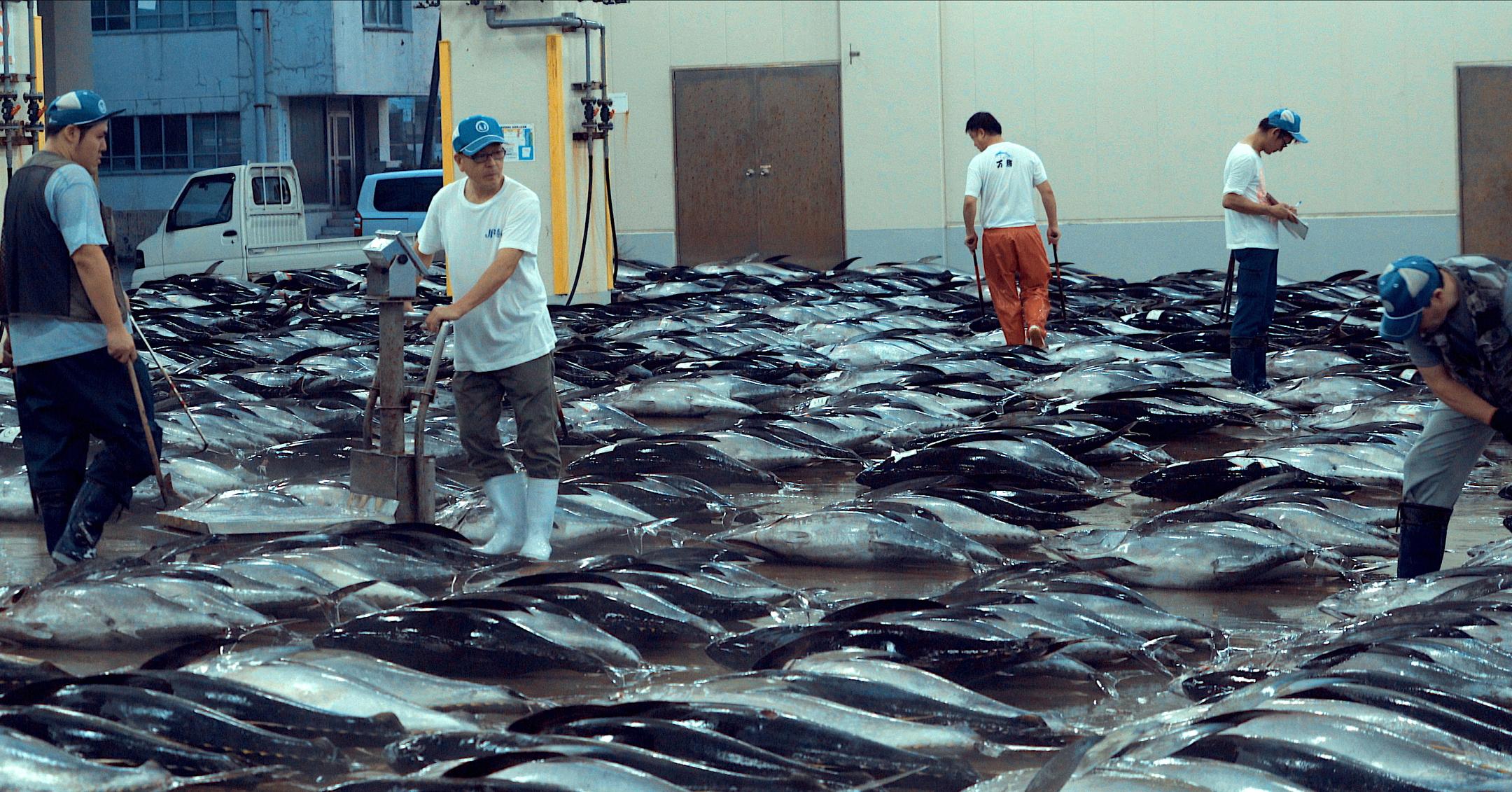 ‘Seaspiracy’ Accuracy — Everything We Know About the Marine Documentary