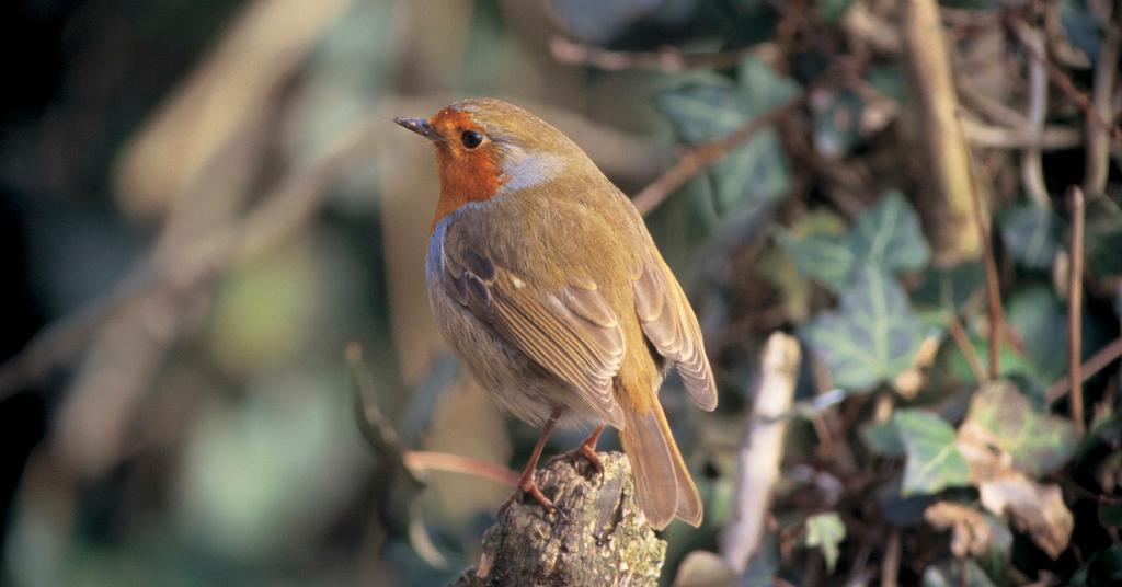 Why Do Birds Sing in the Morning? Here's What to Know