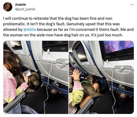 Woman Brings Pit Bull on Plane, Sparks Outage on the Internet