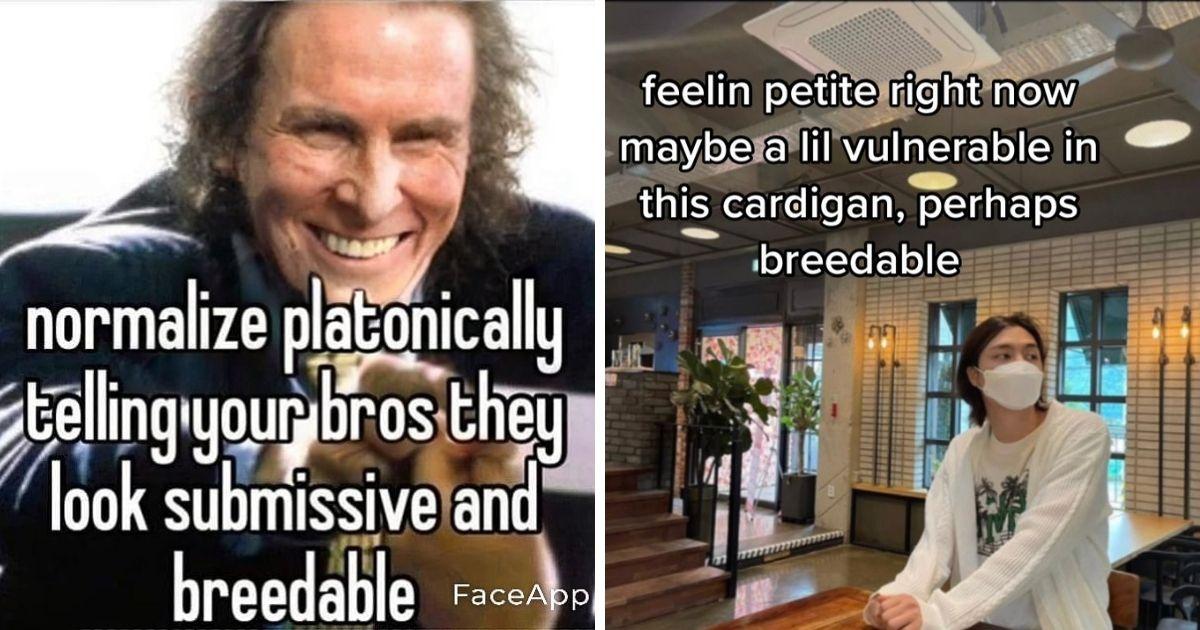The Submissive and Breedable Meme Explained, If You're Confused