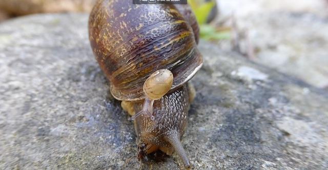Scientists Searched The World For This Snail's Mate