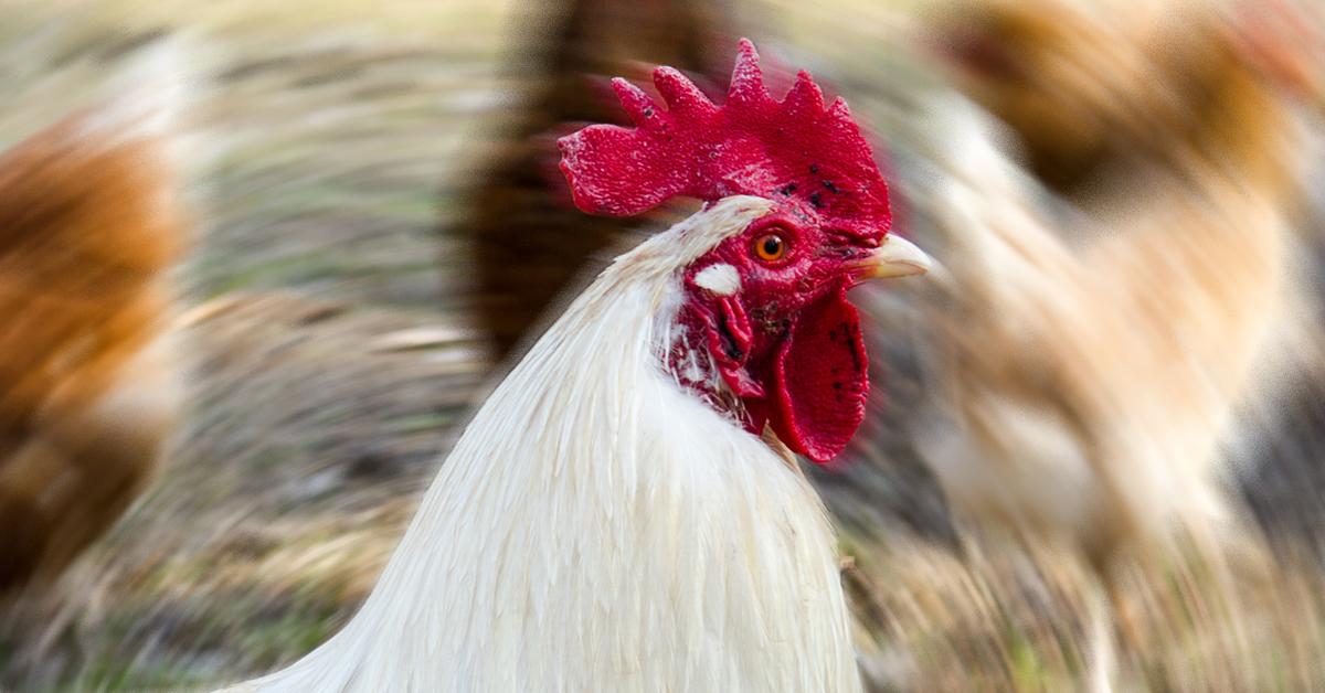 This Giant Chicken Is Going Viral Because It's Insanely Creepy