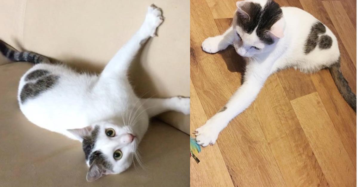 Meet Rocket, the Two-Legged Cat Stealing the Internet's Heart