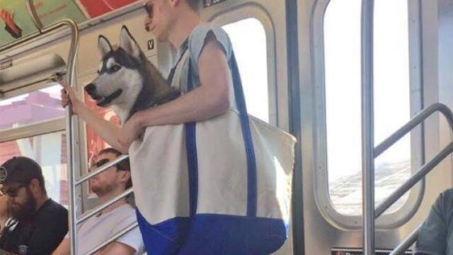 These Dog Owners Beat New York's Subway Ban In This Very Creative Way