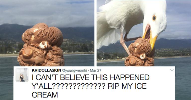 Seagull Photobombs Picture While Stealing an Ice Cream Cone