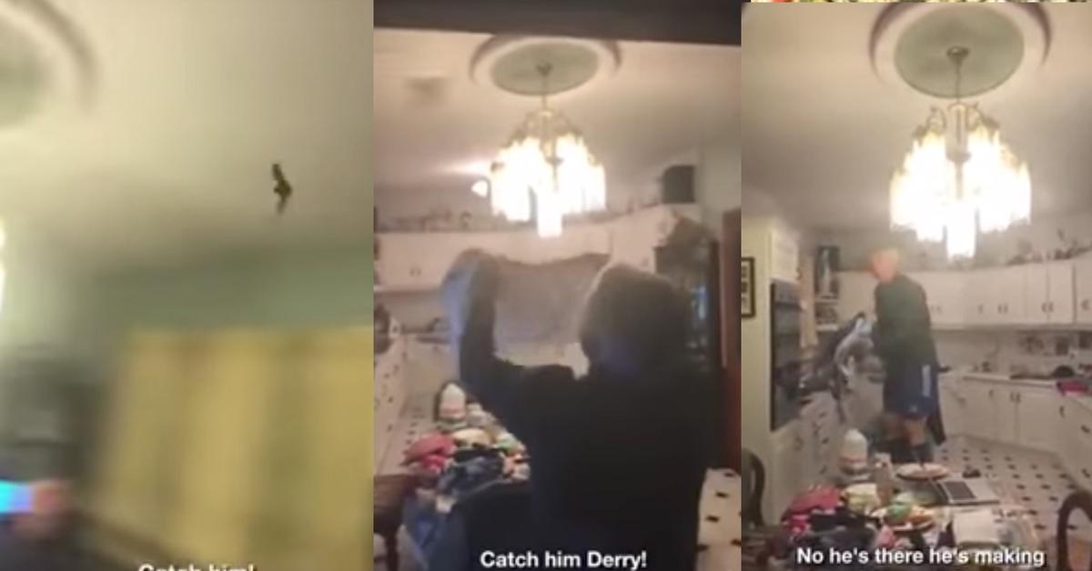 A Bat Got into This Family's Home and Watching Them Get Rid of It Is ...