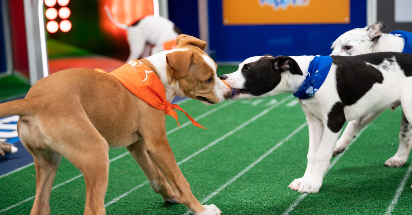 Where and How to Watch the 2021 Puppy Bowl — Details on the Animal ...