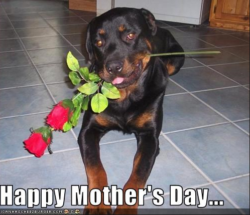 Happy Dog Mom Day! Memes to Celebrate the Best Day of the Year