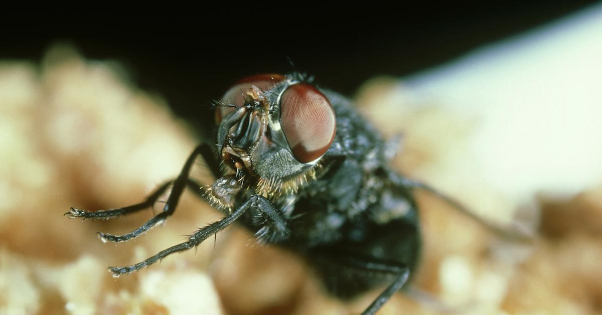Why Do Flies Rub Their Hands?