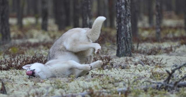 These Falling Animal Photos Are Equal Parts Cute and Hilarious