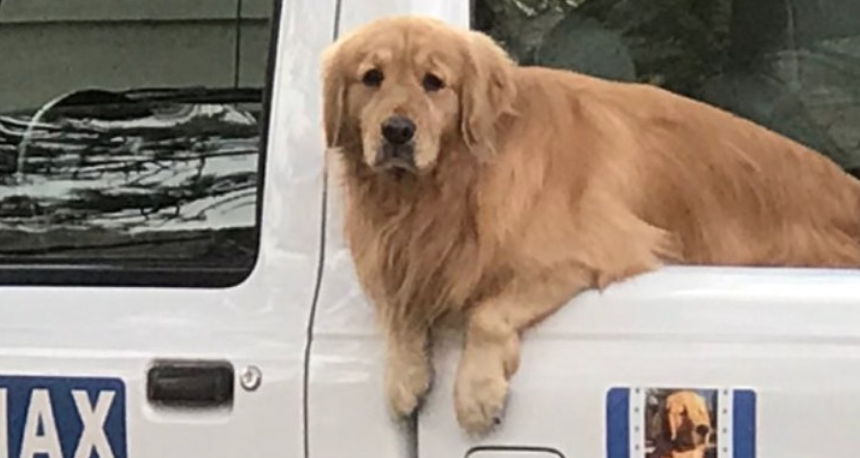 Max the Golden Retriever Appointed Mayor for the Fifth Time