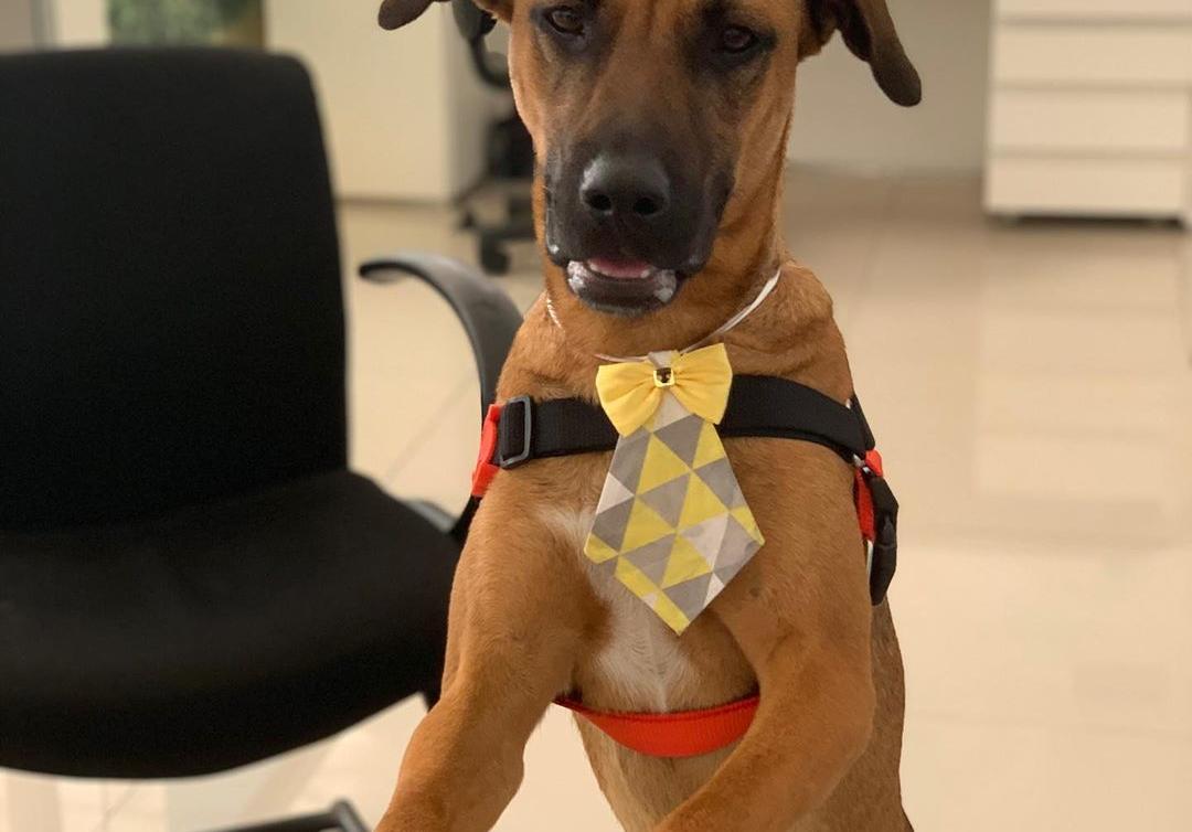Stray Dog Lands Job at Car Dealership After Showing up There Every Day
