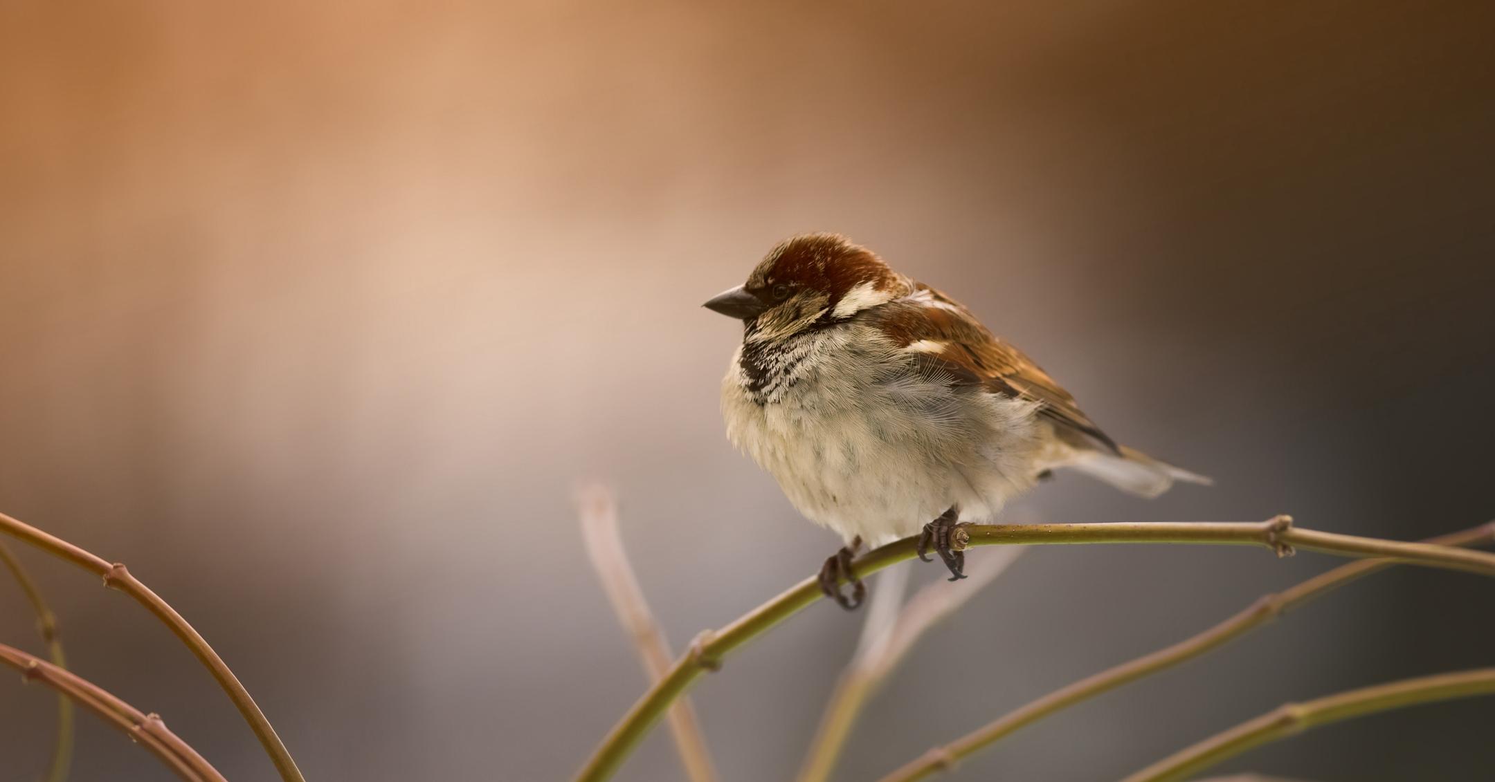 Why Do Birds Sing in the Morning? Here's What to Know