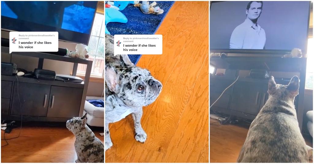 Rory the Frenchie, Who Loves Henry Cavill, Goes TikTok Viral