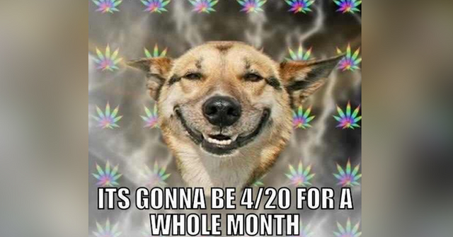 4/20 All Month Memes to Celebrate April 2020 — Hilarious Memes Inside
