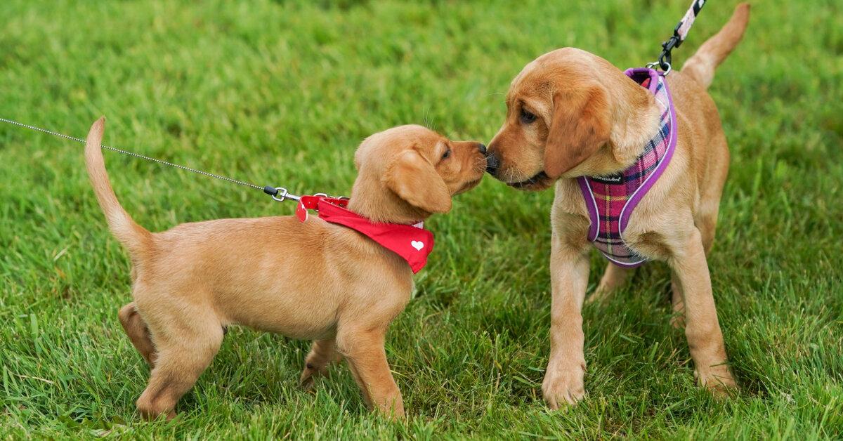 The Cutest (and Funniest) Dog Videos on TikTok