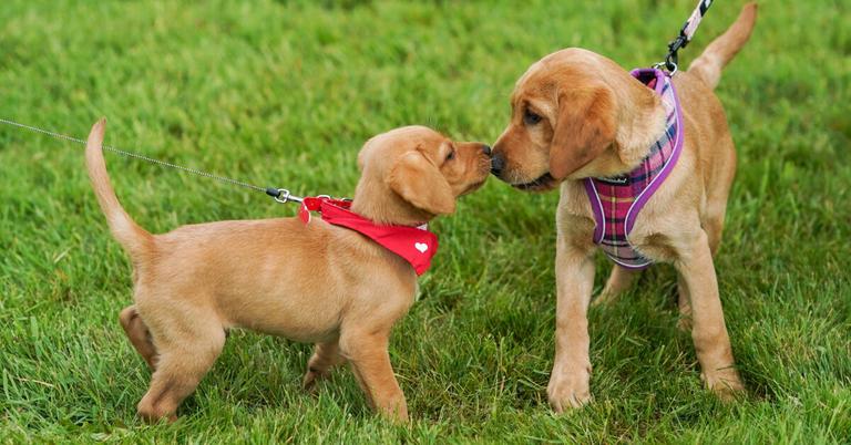 The Cutest (and Funniest) Dog Videos on TikTok