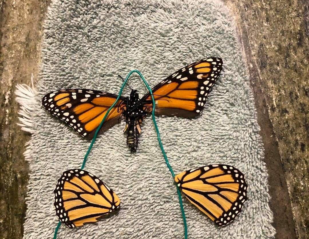 "Bug Doctor" Performs Total Wing Transplant on Butterfly So It Can Fly