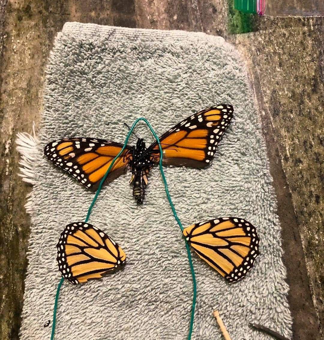 "Bug Doctor" Performs Total Wing Transplant on Butterfly So It Can Fly