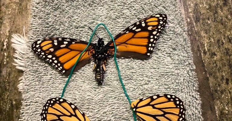 "Bug Doctor" Performs Total Wing Transplant on Butterfly So It Can Fly