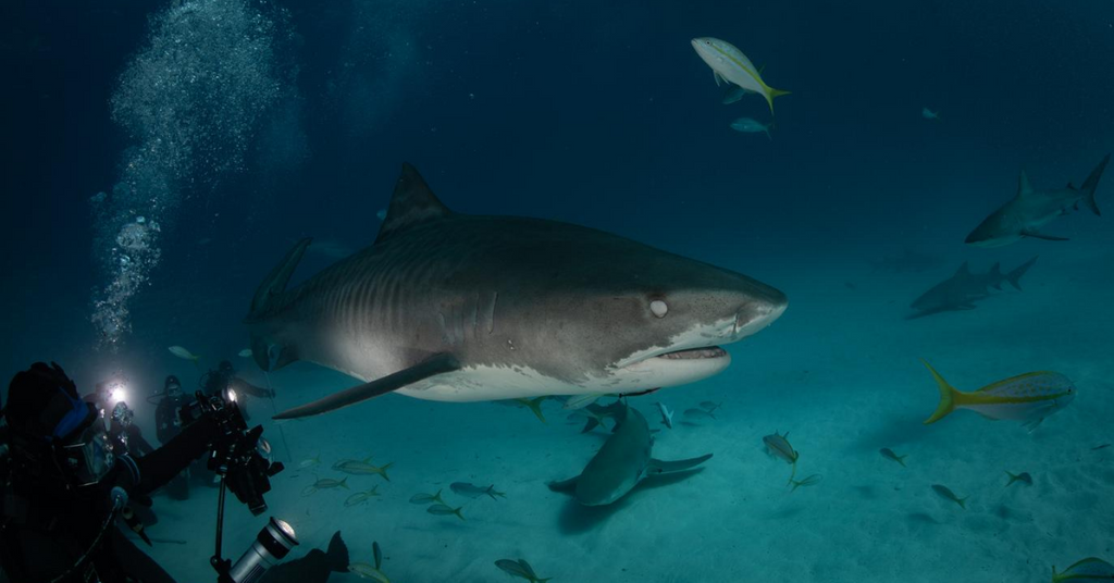 Dr. Austin Gallagher Is Known as the Tiger Shark King — Here’s Why