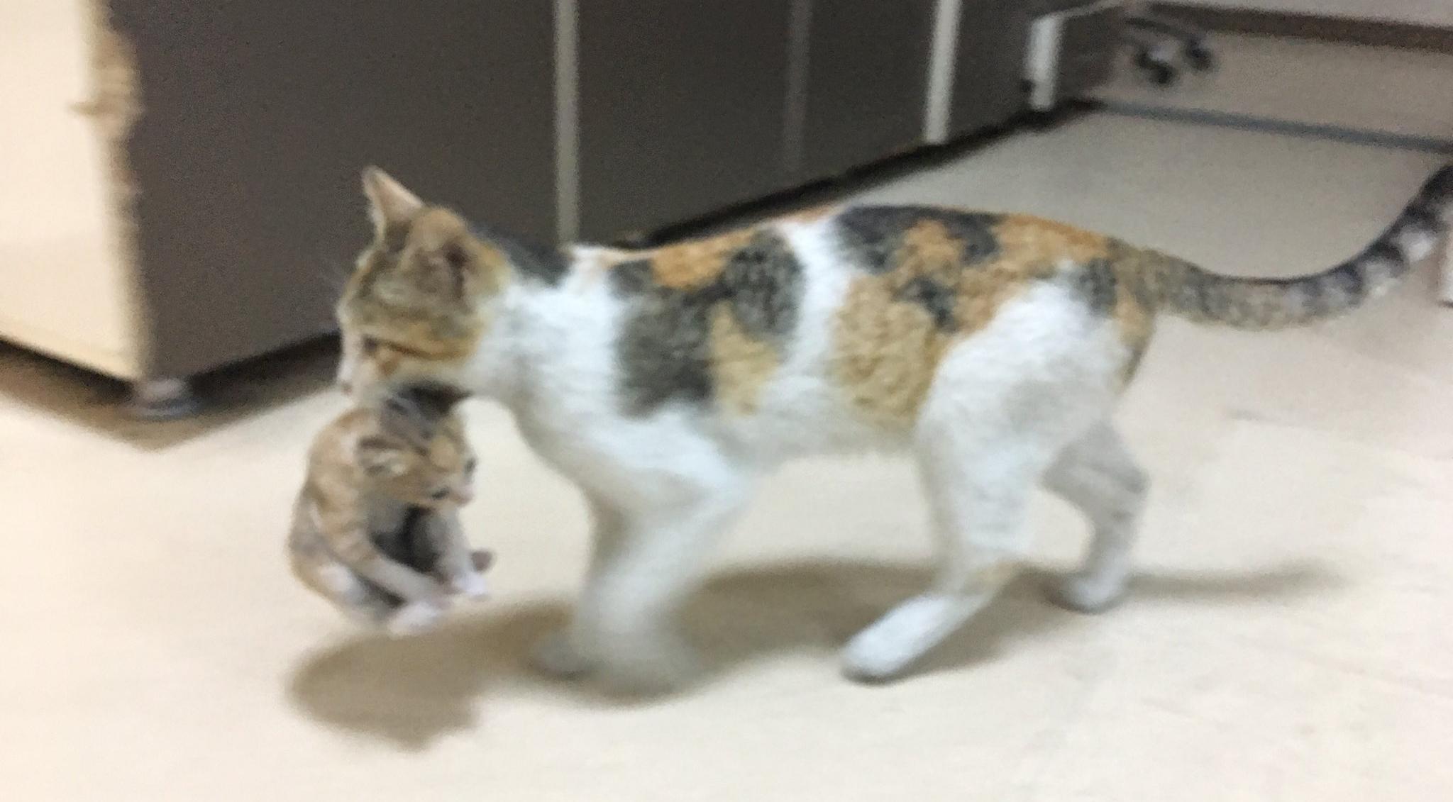 A Cat Brought Her Tiny Sick Kitten to a Human Hospital to Get Help