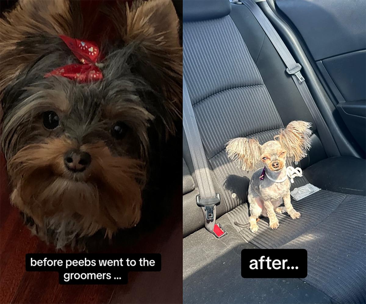 Check out This Awful Yorkie Grooming Transformation and More