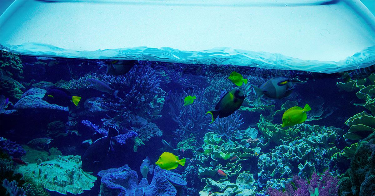 What Happened to the Show Tanked on Animal Planet?