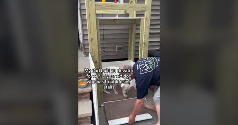 A Pet Owner Shares Video of an Elevator for Her Elderly Dog