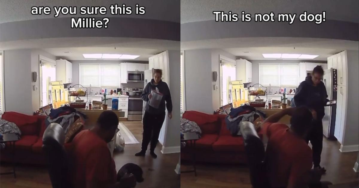 Owner Picks up Wrong Dog From Doggy Daycare