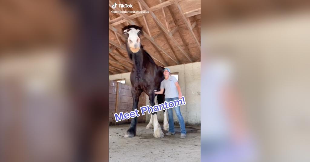 Phantom Is an Eight-Foot-Tall Horse on TikTok — but Is He the Tallest?