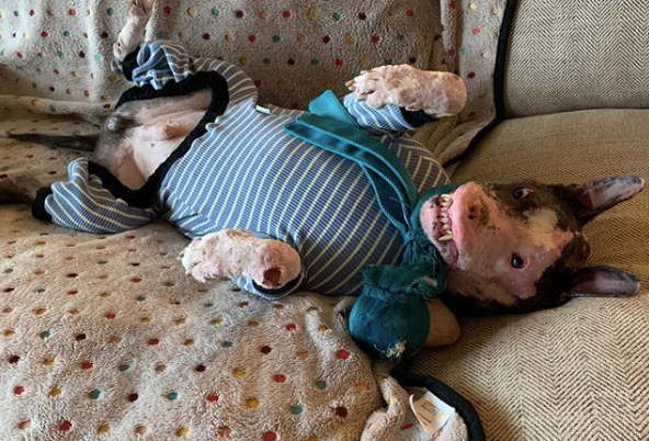 Disfigured Dog Named Phoenix Gets Medical Care and New Life After Being ...