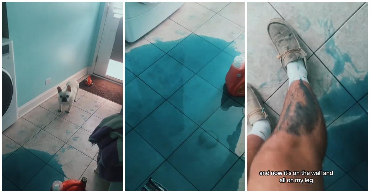 Man’s Laundry Detergent Spills Over the Room as Dog Watches