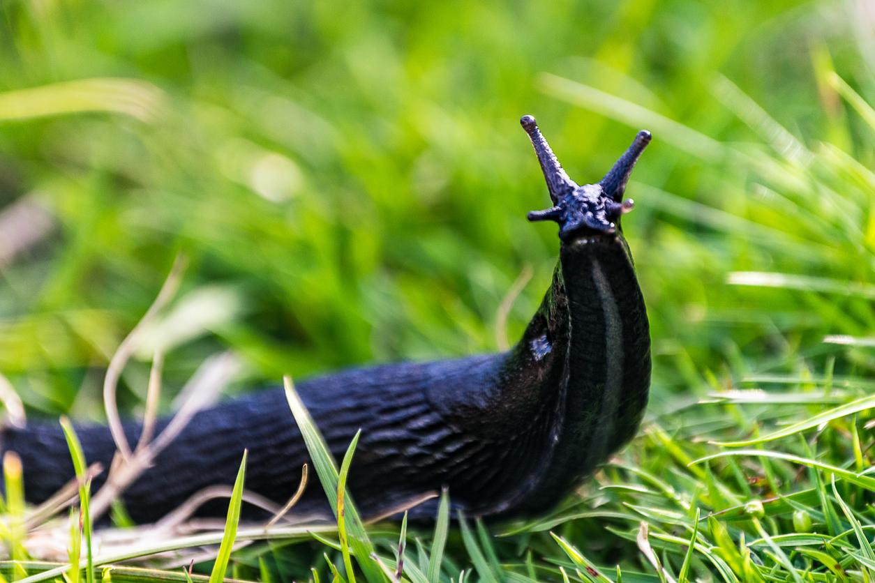 Woman's Boyfriend Has Been Sneaking Slugs Into Her Food, Poisoning Her