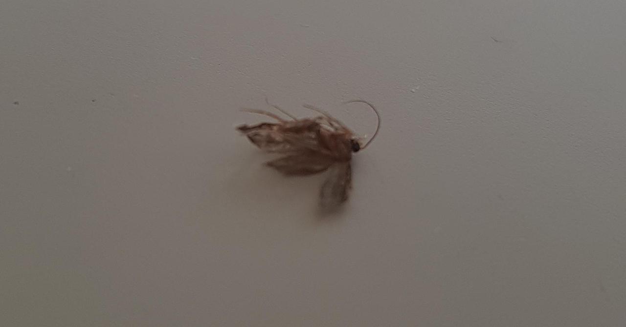 This Person Thought They Had an Earwax Blockage, But a Moth Had ...