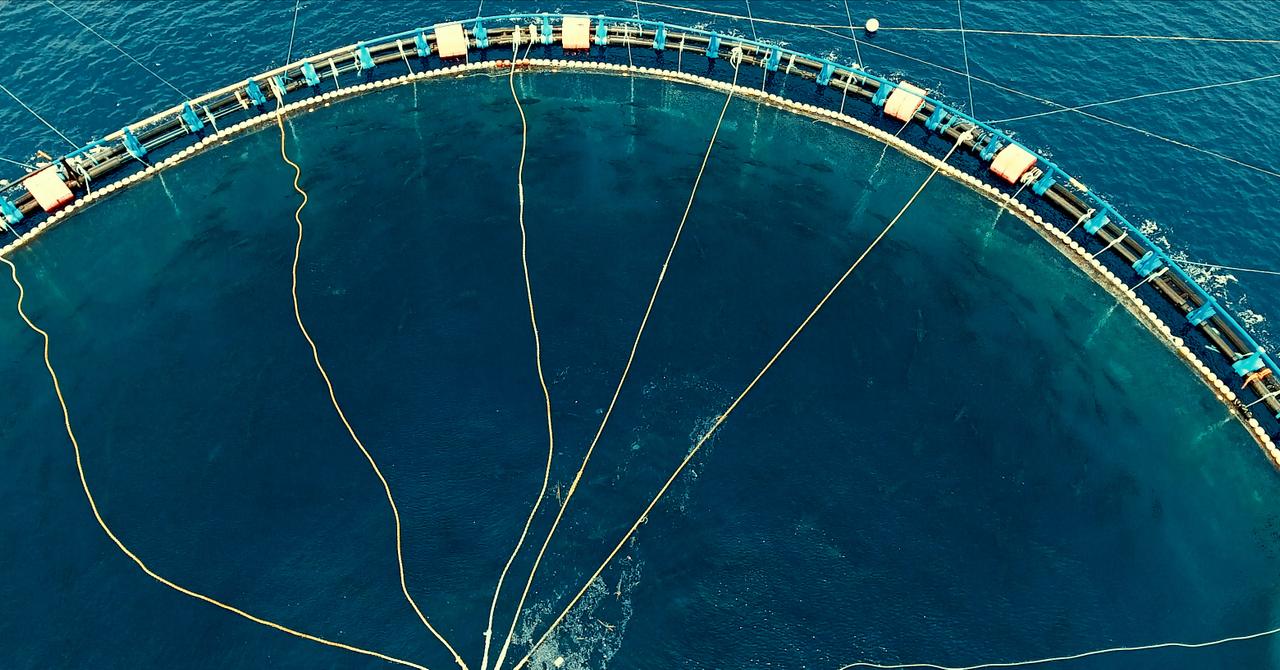 ‘Seaspiracy’ Accuracy — Everything We Know About the Marine Documentary