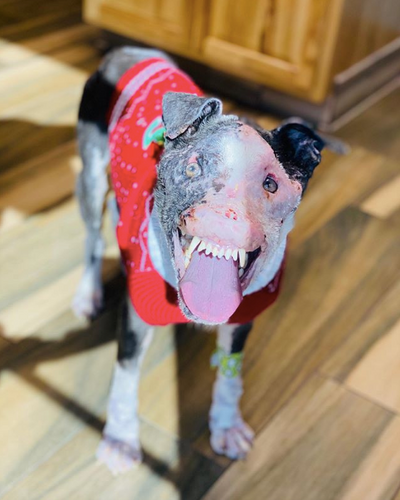 Disfigured Dog Named Phoenix Gets Medical Care and New Life After Being ...