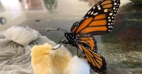 "Bug Doctor" Performs Total Wing Transplant on Butterfly So It Can Fly