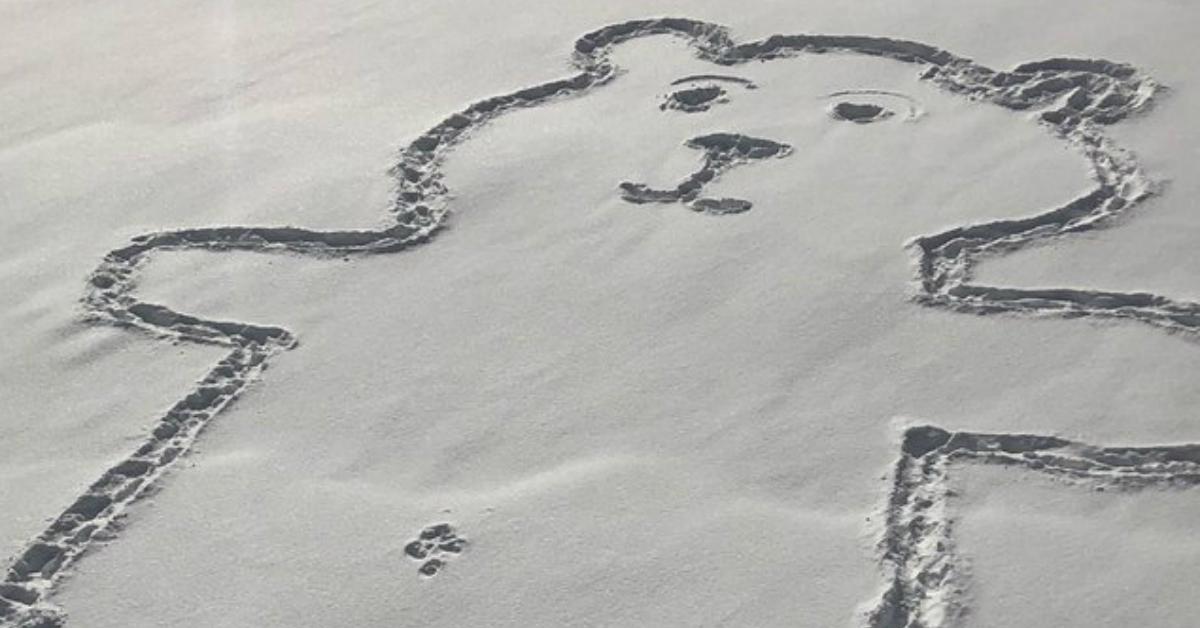 How This Snow Bear's Belly Button Was Made Has People Scratching Their ...