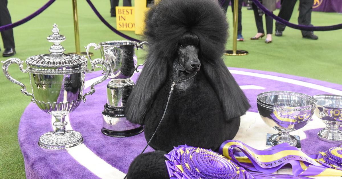 Daniel the Golden Retriever Lost Best in Show, but Won Our Hearts