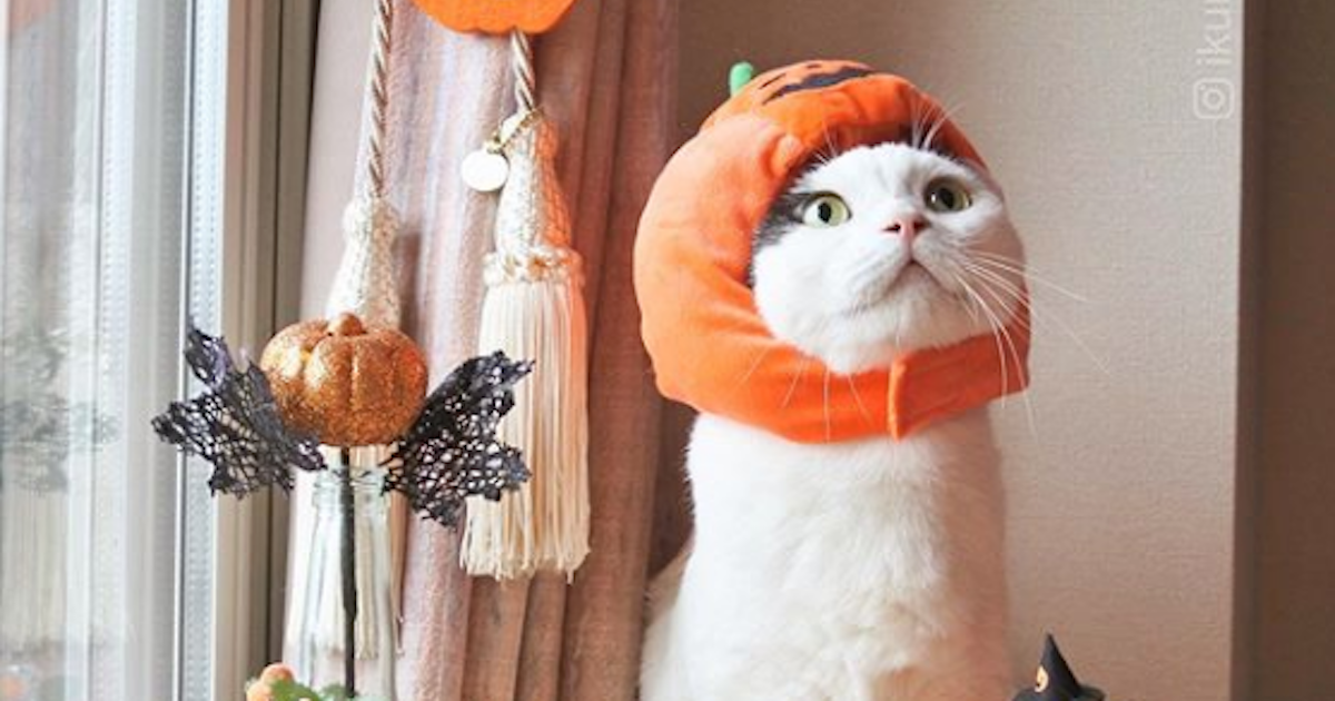 These Cats in Halloween Costumes Will Make Your Day Better