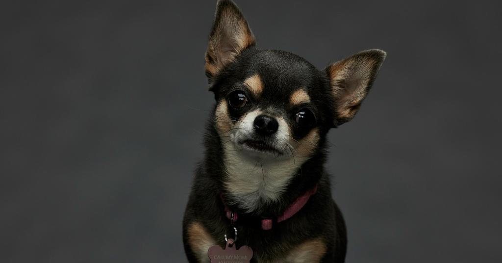 Who Plays the Dog Betty in 'Will Trent'? Meet Bluebell (EXCLUSIVE)
