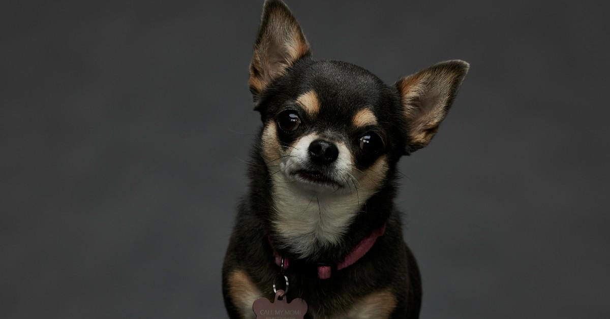 Who Plays the Dog Betty in 'Will Trent'? Meet Bluebell (EXCLUSIVE)