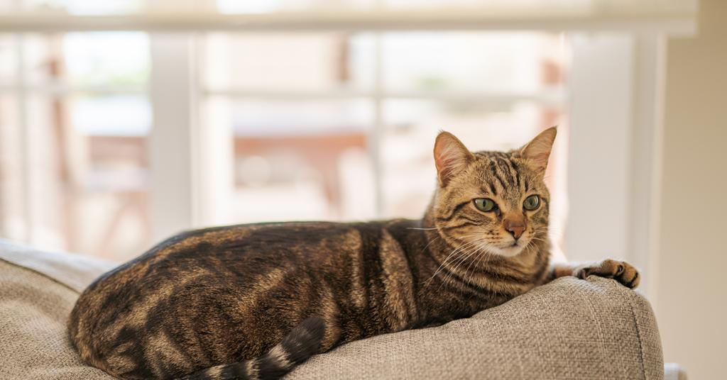 Person's Parents Had to Put Down Cat But Then Lied About It for an ...