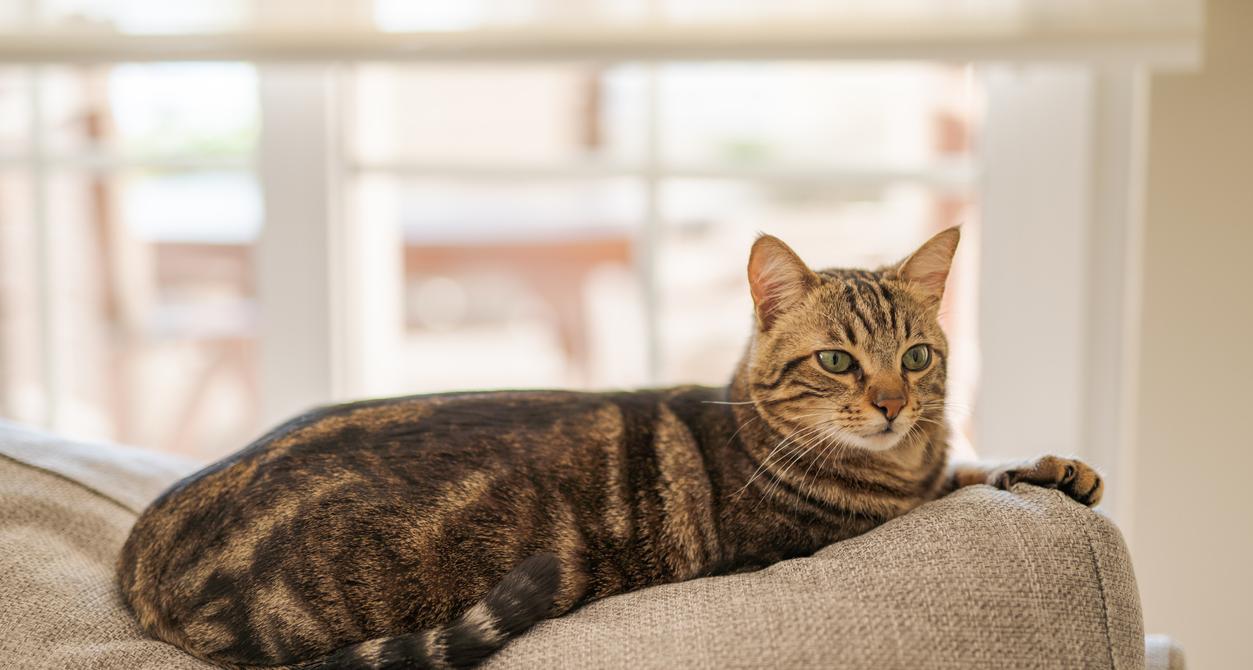 Person's Parents Had to Put Down Cat But Then Lied About It for an ...