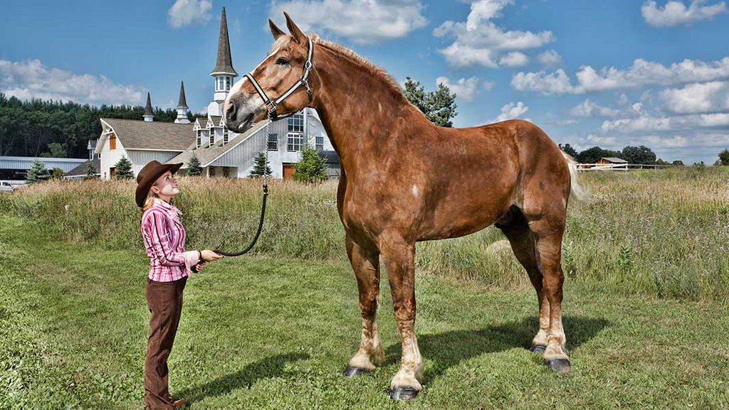 Phantom Is an Eight-Foot-Tall Horse on TikTok — but Is He the Tallest?