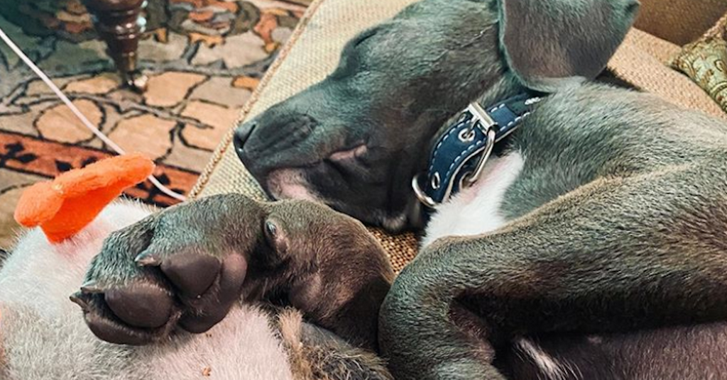 Rachael Ray's New Puppy, Bella Boo, Is an Adorable Quarantine Hero